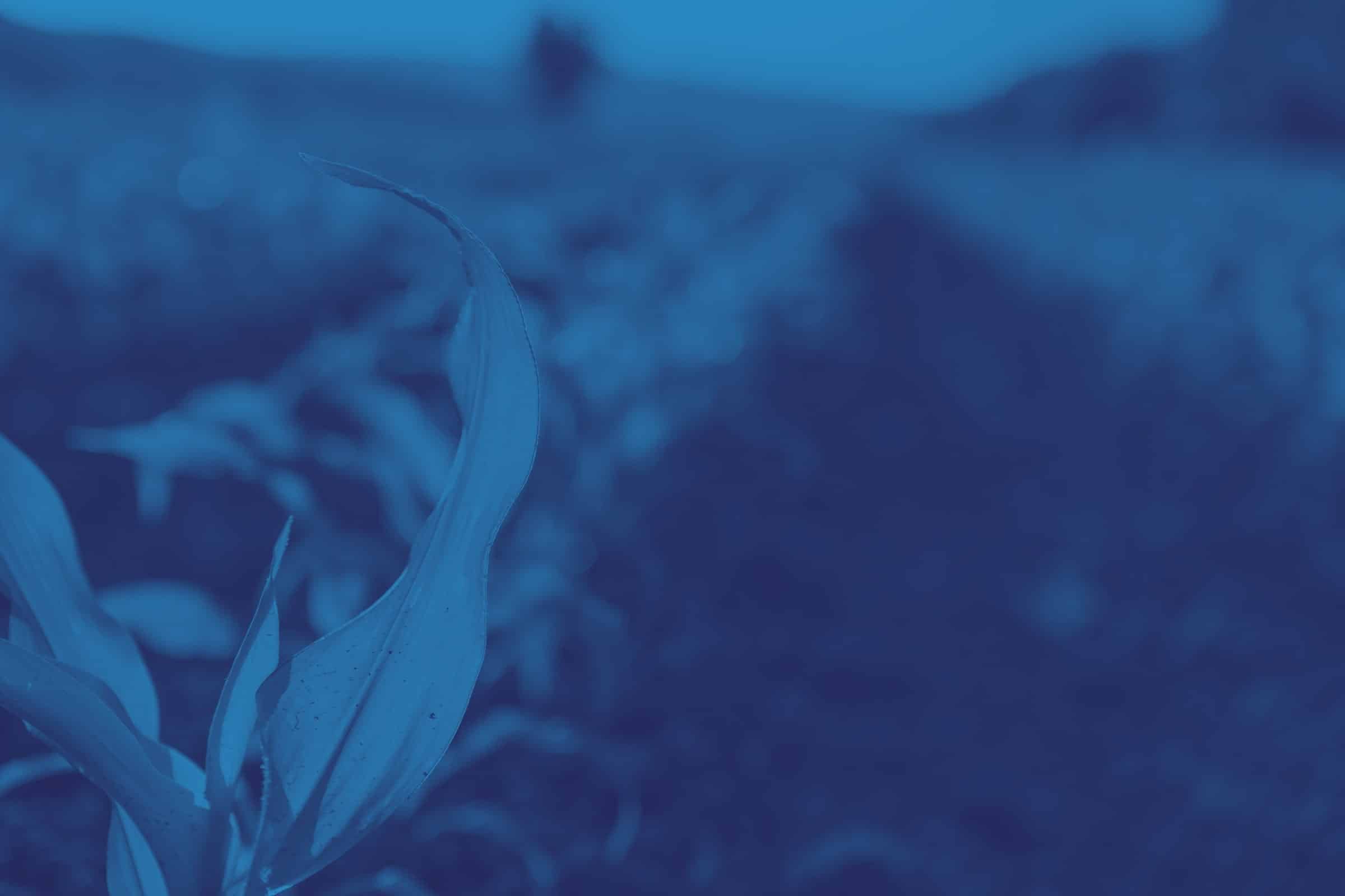 Empowering Growth: Building the Green Infrastructure for Plant ...